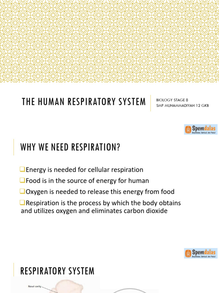 The Human Respiratory System | PDF