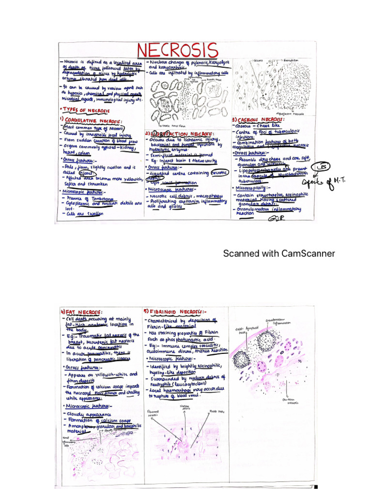Necrosis Concept Map | PDF