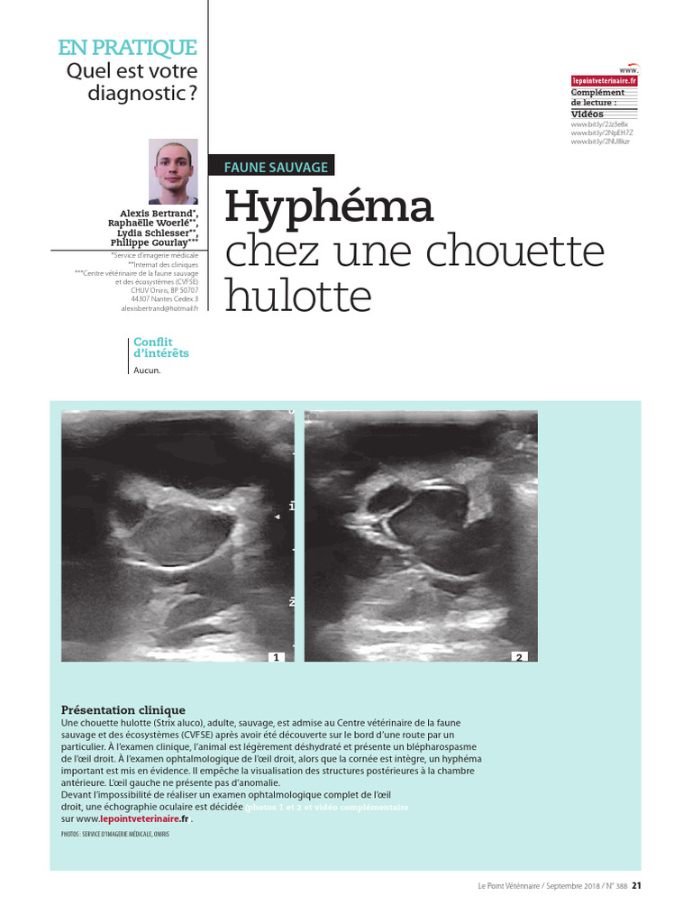 Hyphéma et panuvéite chez une chouette | PDF | Ophtalmologie | Œil humain