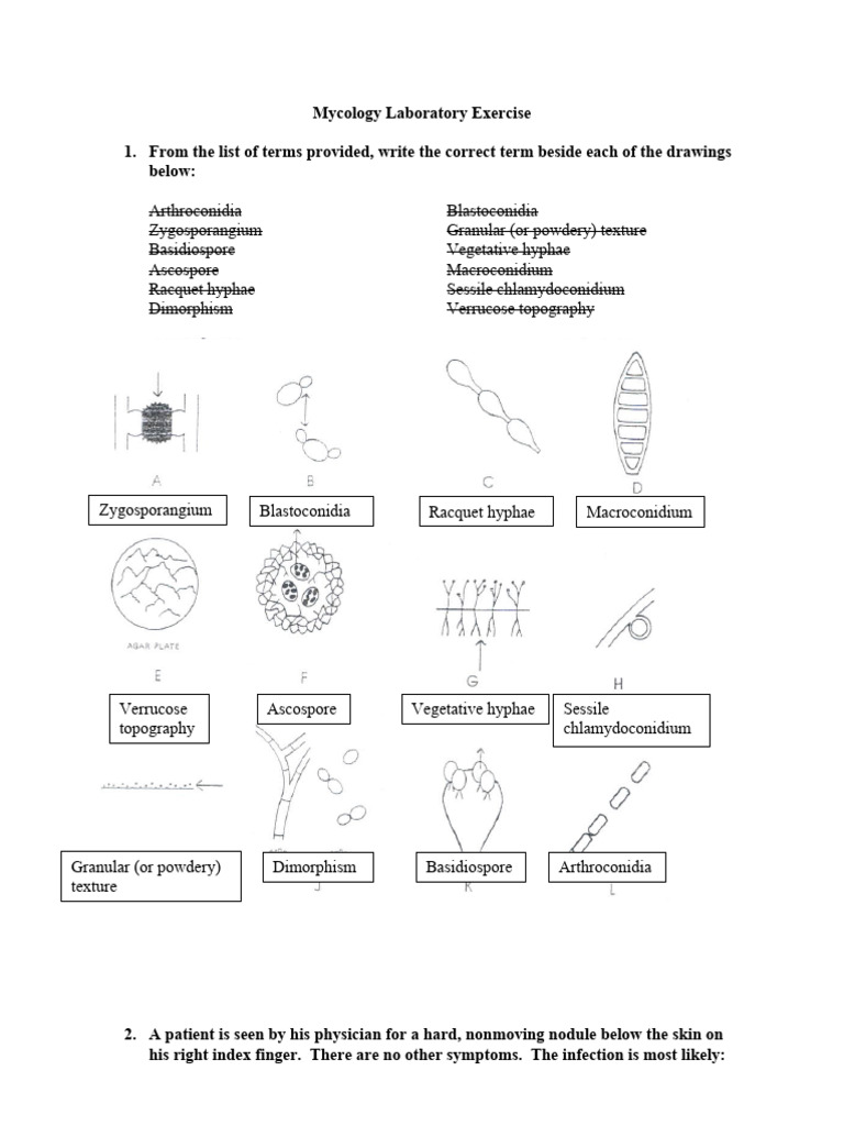 Mycology Lab Report | Download Free PDF | Fungus | Staining