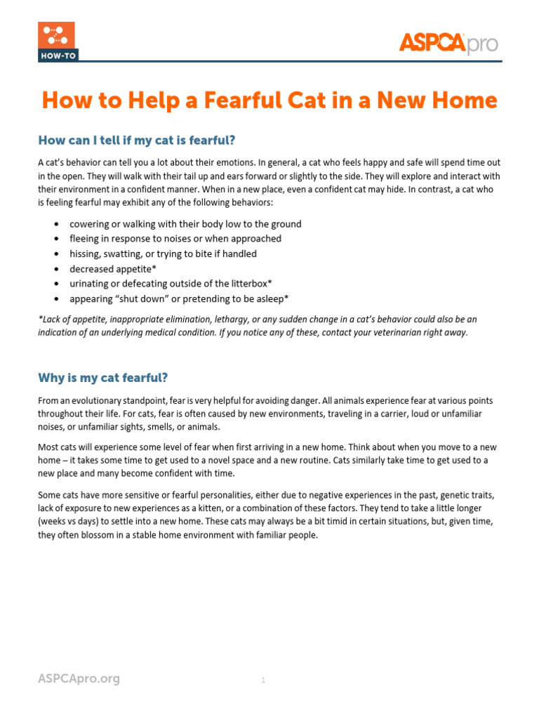 Helping Fearful Cat in New Home | PDF | Cats | Fear