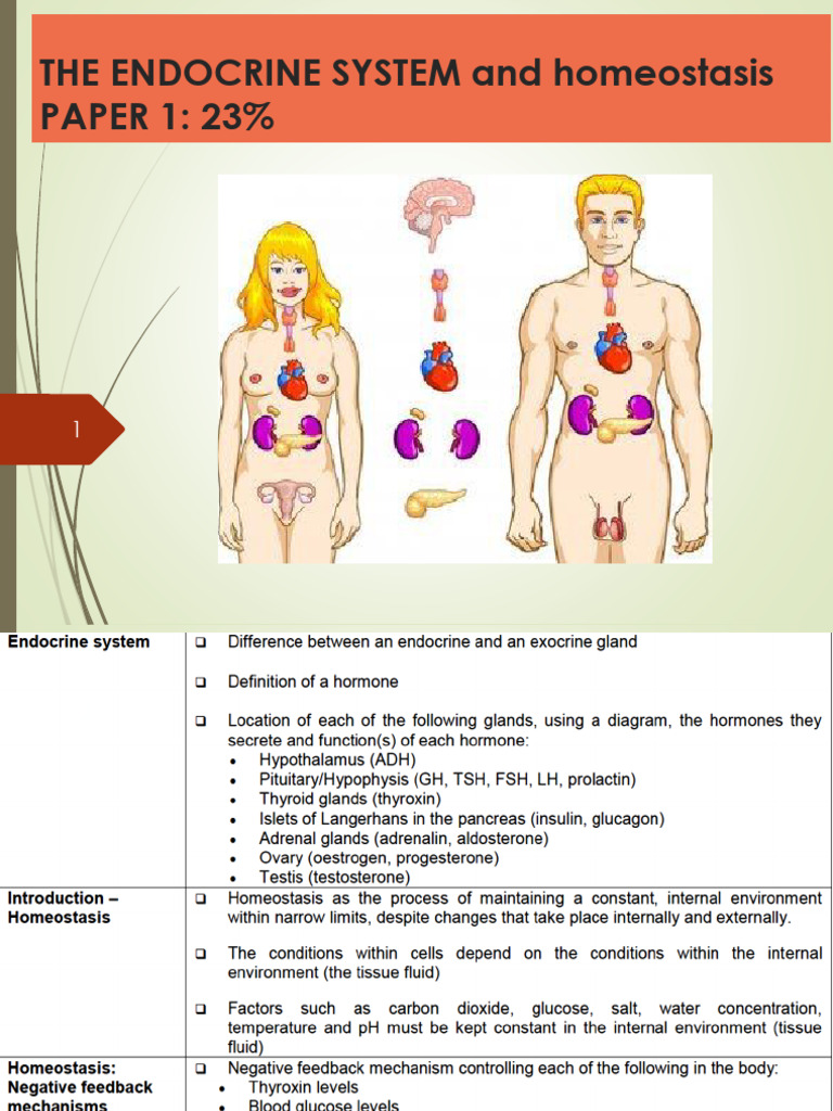 2023 Endocrine System | PDF | Endocrine System | Kidney