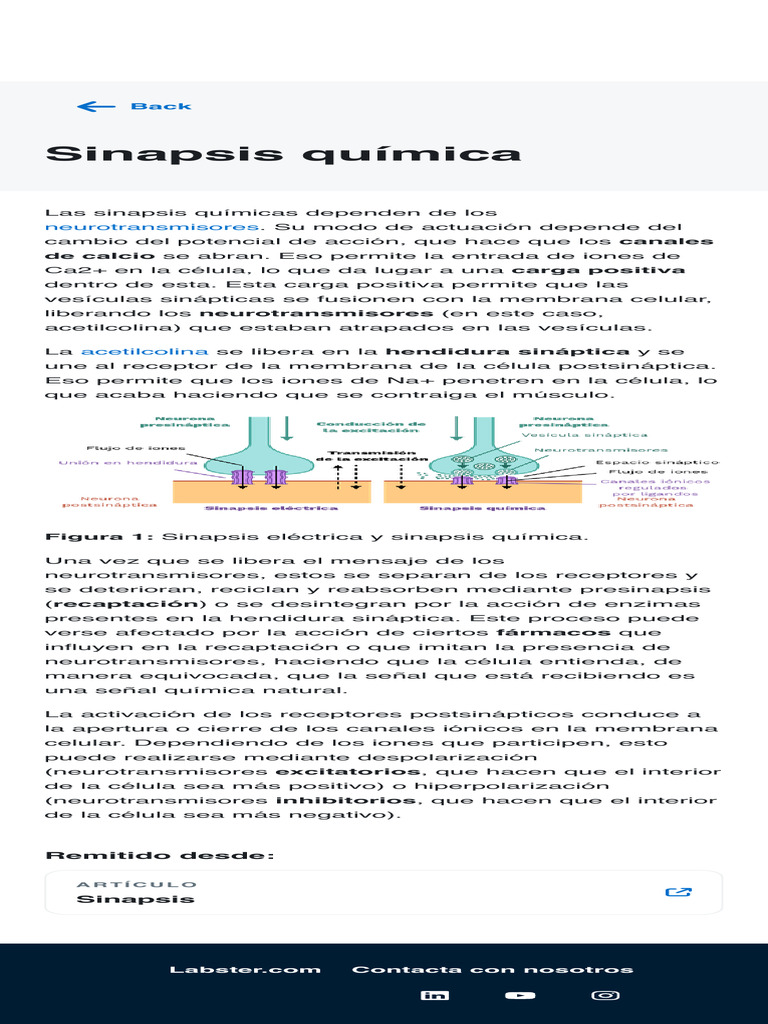 Sinapsis Química - Labster | PDF | Sinapsis | Sinapsis química