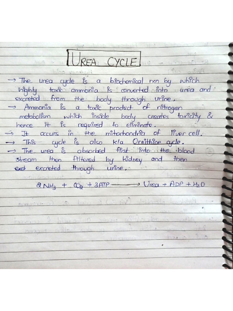 Urea Cycle and Its Significance | PDF