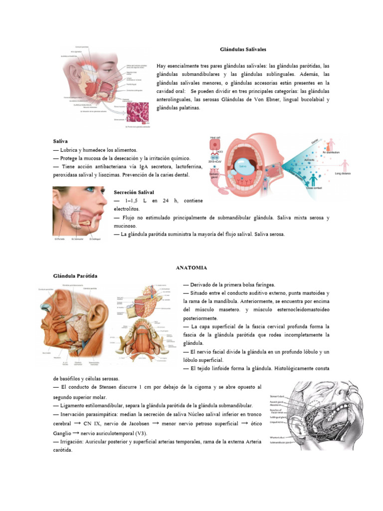 Glandulas Salivales | Descargar gratis PDF | Anatomía | Anatomía humana