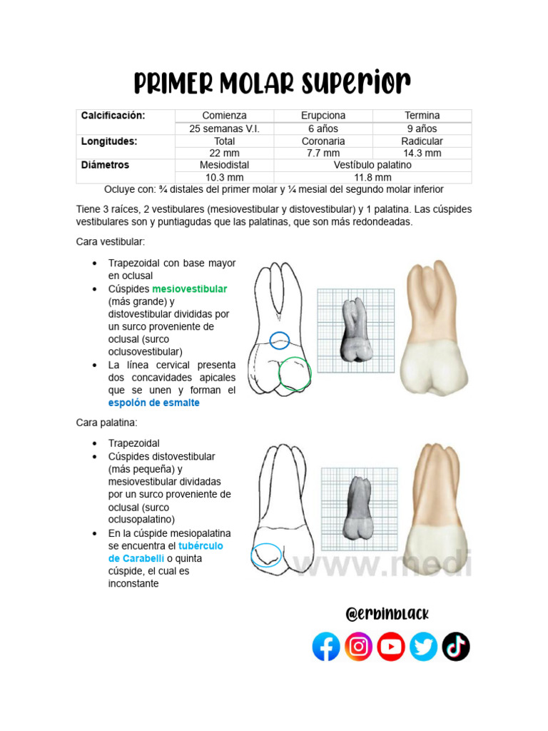 Anatomía del Primer Molar Superior Izquierdo | PDF | Estudios de ...