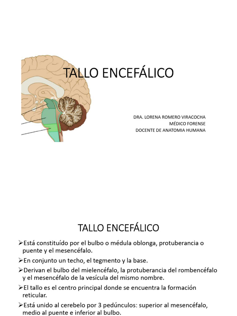 Estructura y Función del Tallo Encefálico | PDF