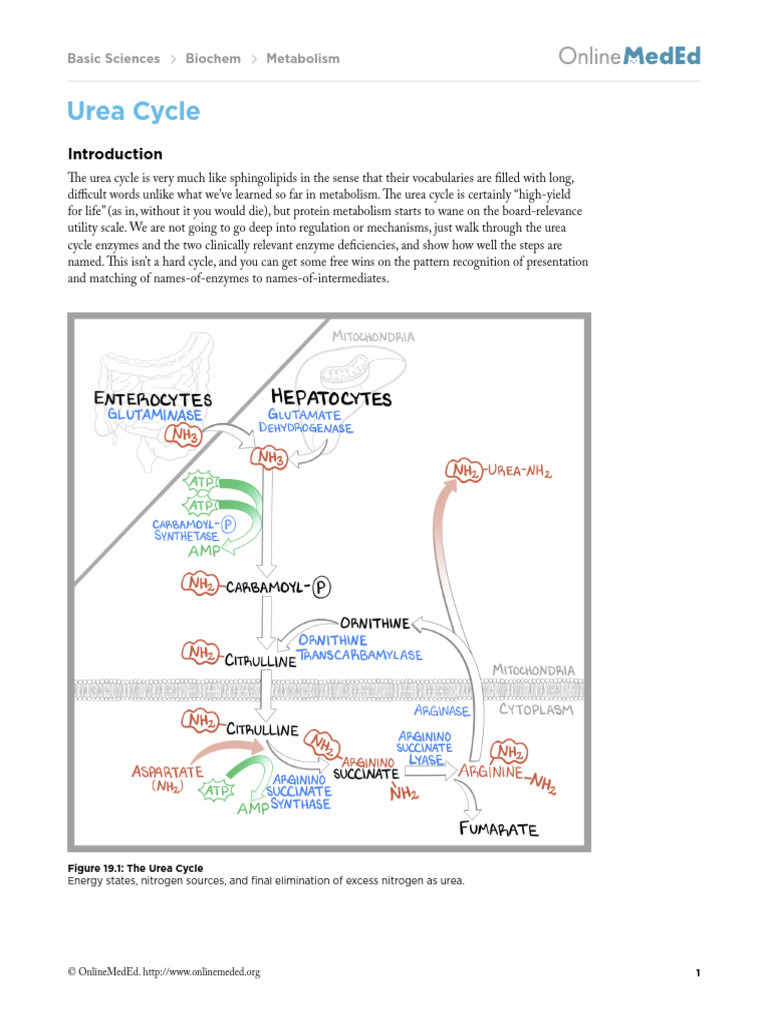 19.urea Cycle | PDF | Metabolism | Arginine