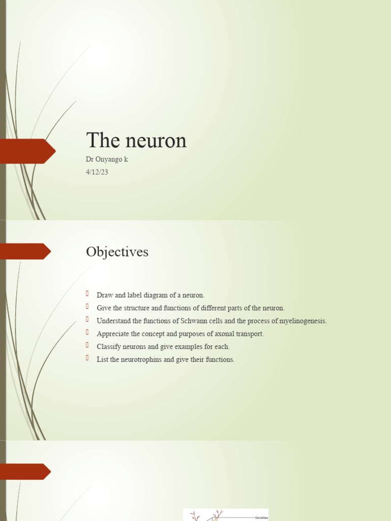 The Neuron 2024 | PDF | Axon | Neuron