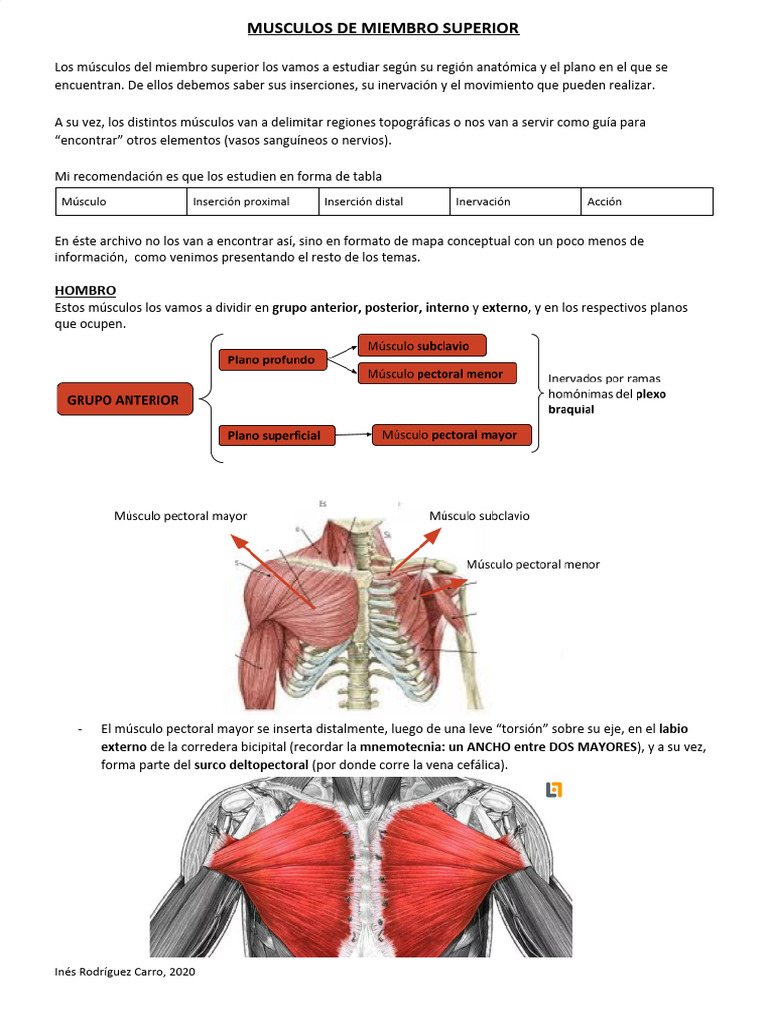 Musculos de Miembro Superior | Descargar gratis PDF | Mano | Anatomía ...