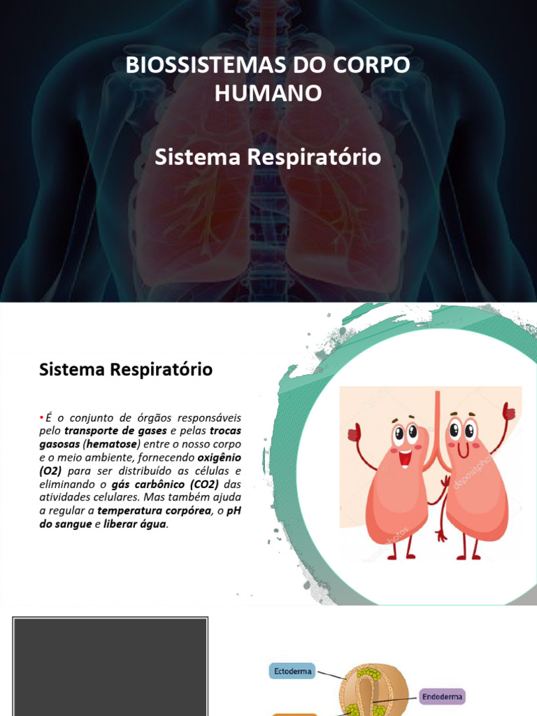 Aula11 Sistema Respiratorio Magaldi-1 | PDF | Sistema respiratório | Pulmão