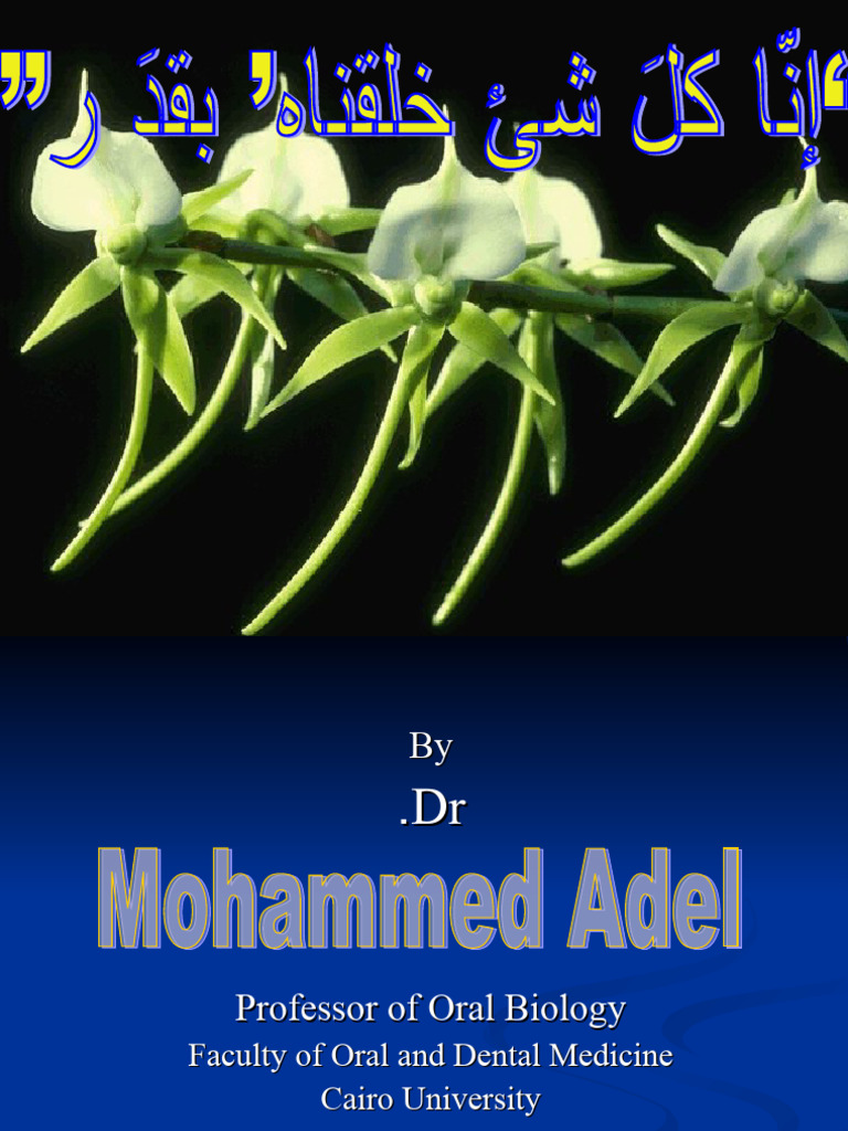 Deciduous Posterior Teeth Anatomy Overview | PDF | Tooth | Dental Anatomy