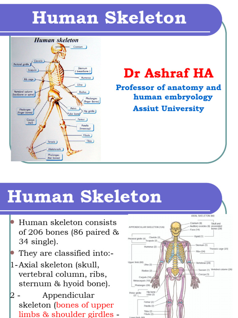 BONE | PDF | Skeleton | Bone