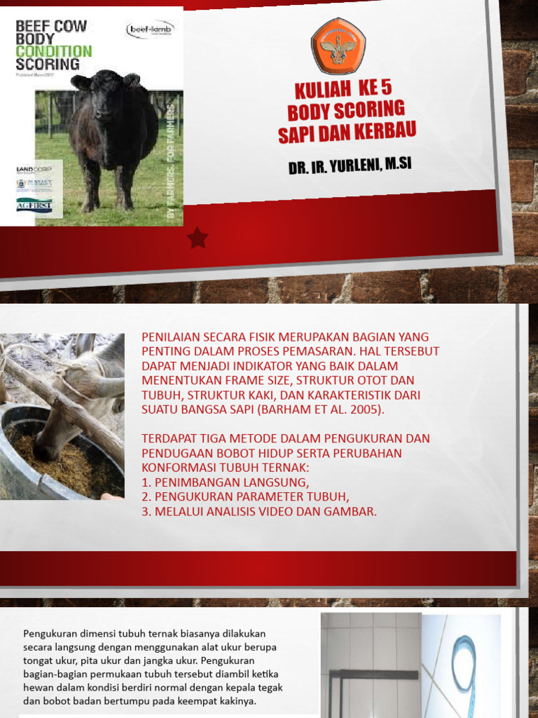 Body Scoring Sapi dan Kerbau | PDF