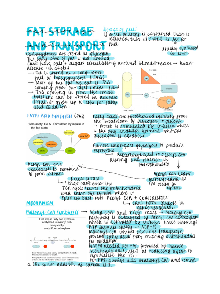 BMS07-1027 Fat Storage and Transport | PDF | Lipoprotein | Cholesterol