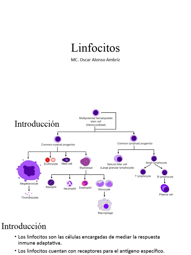Linfocitos | Descargar gratis PDF | Linfocitos | Célula B