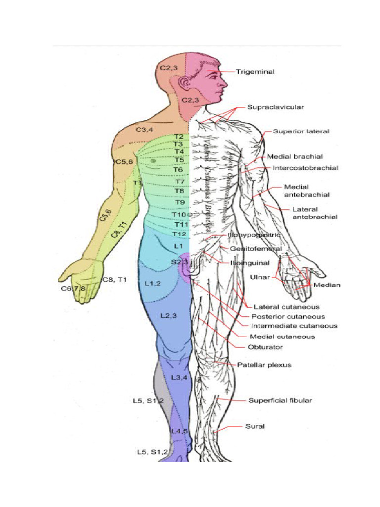 Dermatomas y Causas Efecto | PDF