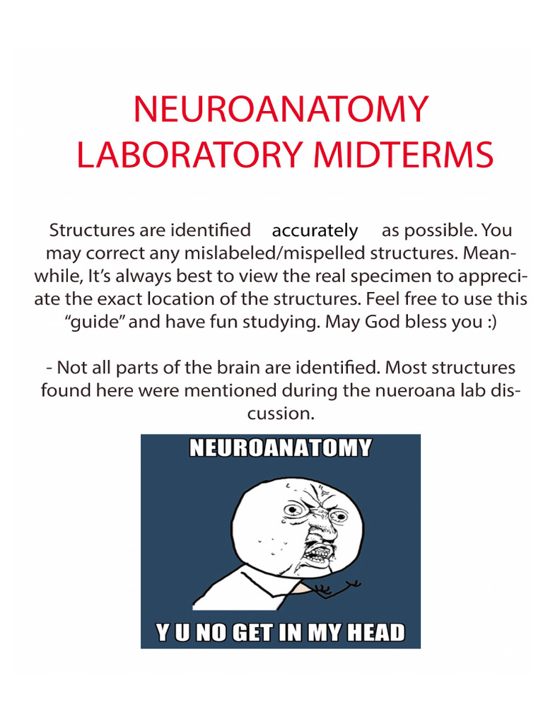 NEUROANATOMY-LAB | PDF