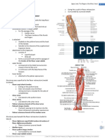 Palmar Hand Anatomy Overview | PDF | Hand | Musculoskeletal System