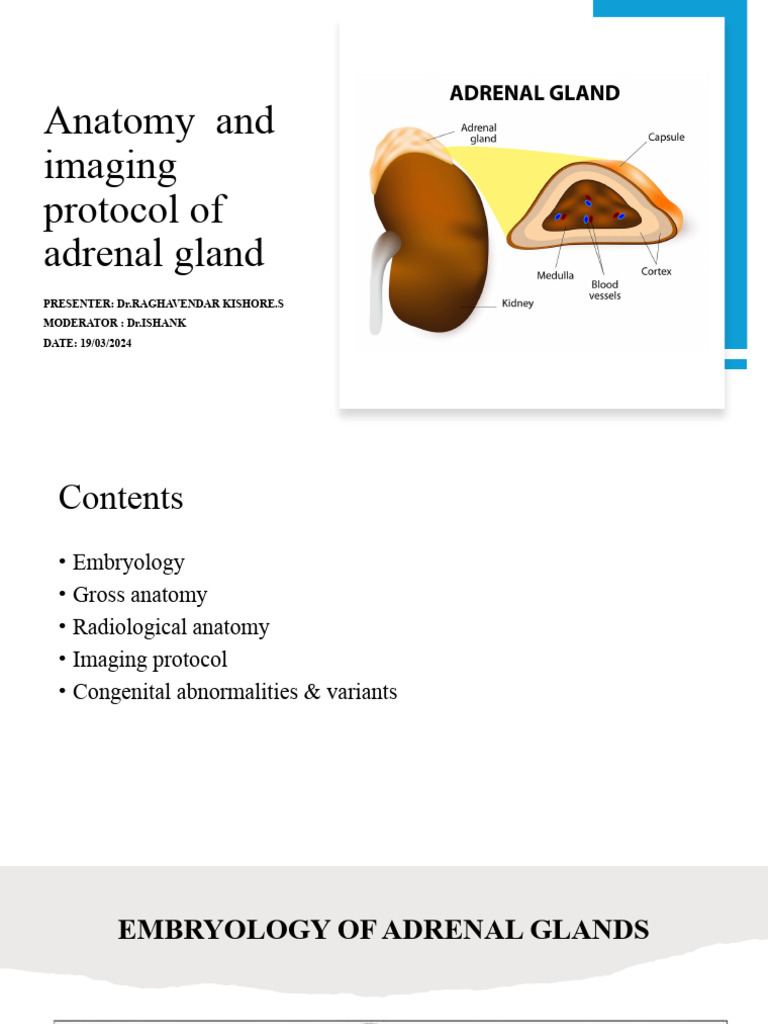 Anatomy of Adrenal Glands | PDF | Adrenal Gland | Kidney