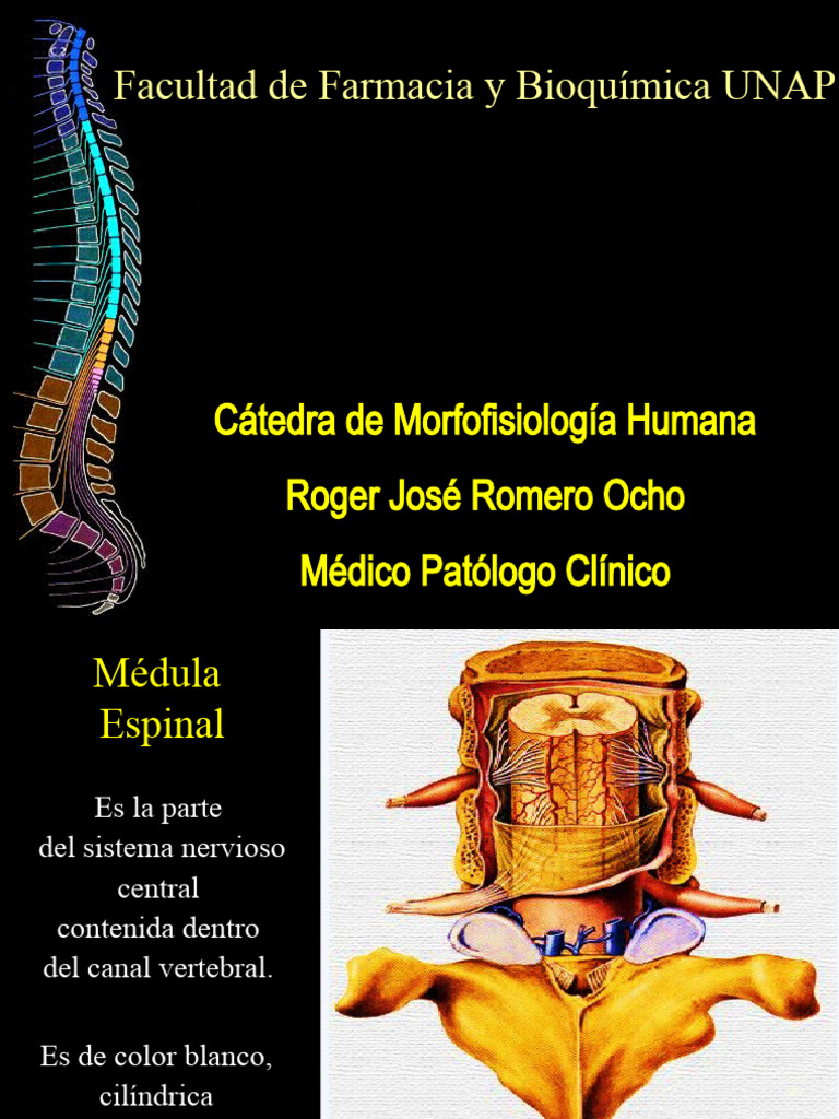 Medula Espinal Pdf Médula Espinal Corteza Cerebral