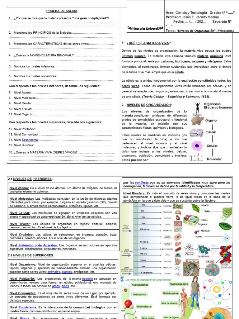 Niveles Organizacion | PDF | Organismos | Biología Celular)