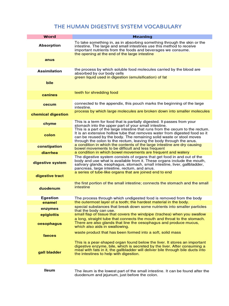 Digestive System Vocabulary | PDF | Gastrointestinal Tract | Human ...