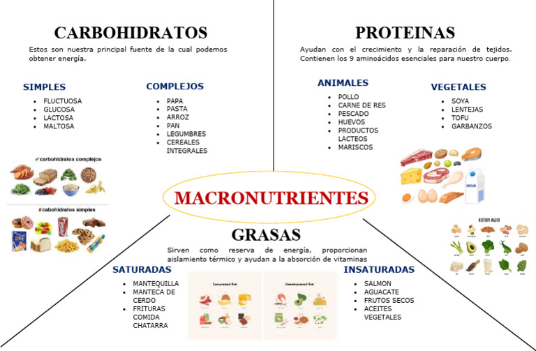 Macronutrientes: Proteínas, Carbohidratos y Grasas | PDF | Alimentos