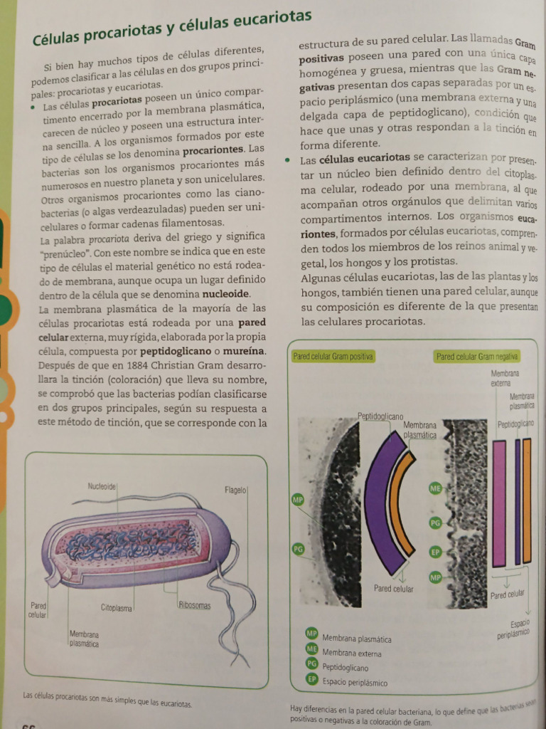 Biologia Celulas | PDF