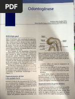 Odontogenese - Esmalte - Dentina - Polpa | PDF | Dentina | Esmalte dentário