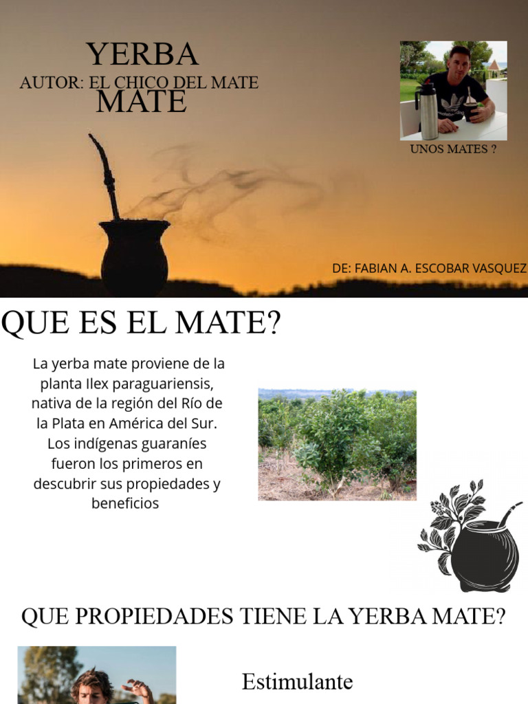 Yerba Mate | PDF