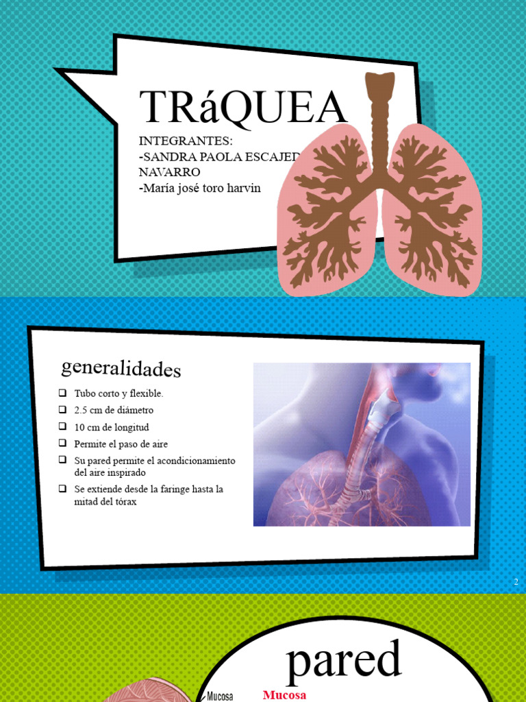 Tráquea | PDF | Epitelio | Anatomía