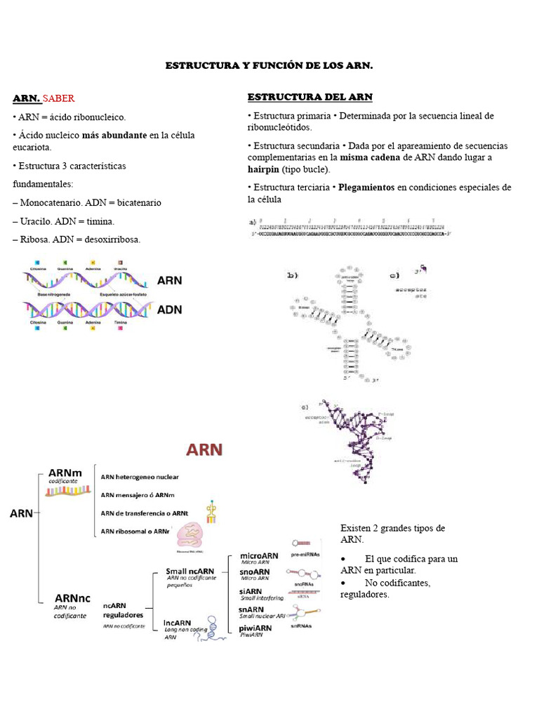 Estructura y Función de Los Arn | Descargar gratis PDF | Rna ...