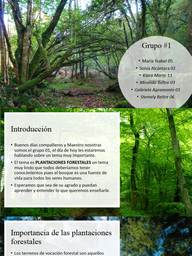 Soy Una Serpiente Que Anda Por El Bosque | PDF | Los bosques | Suelo