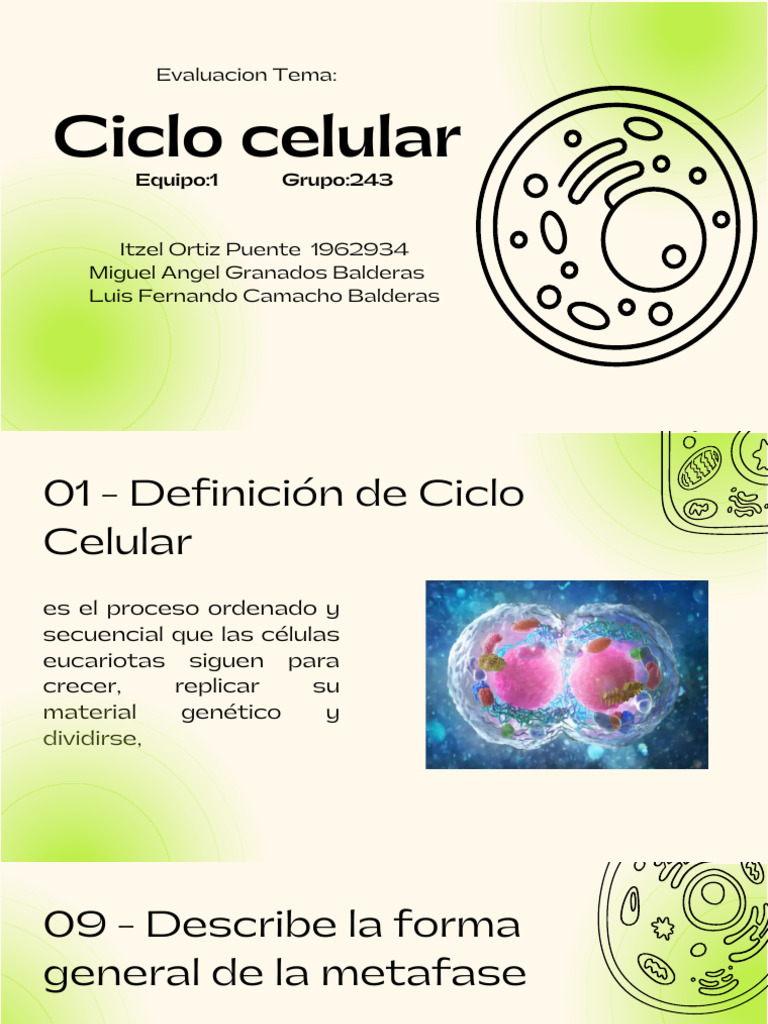 Ciclo Celular: Fases y Regulación Genética | PDF | Mitosis | Ciclo celular