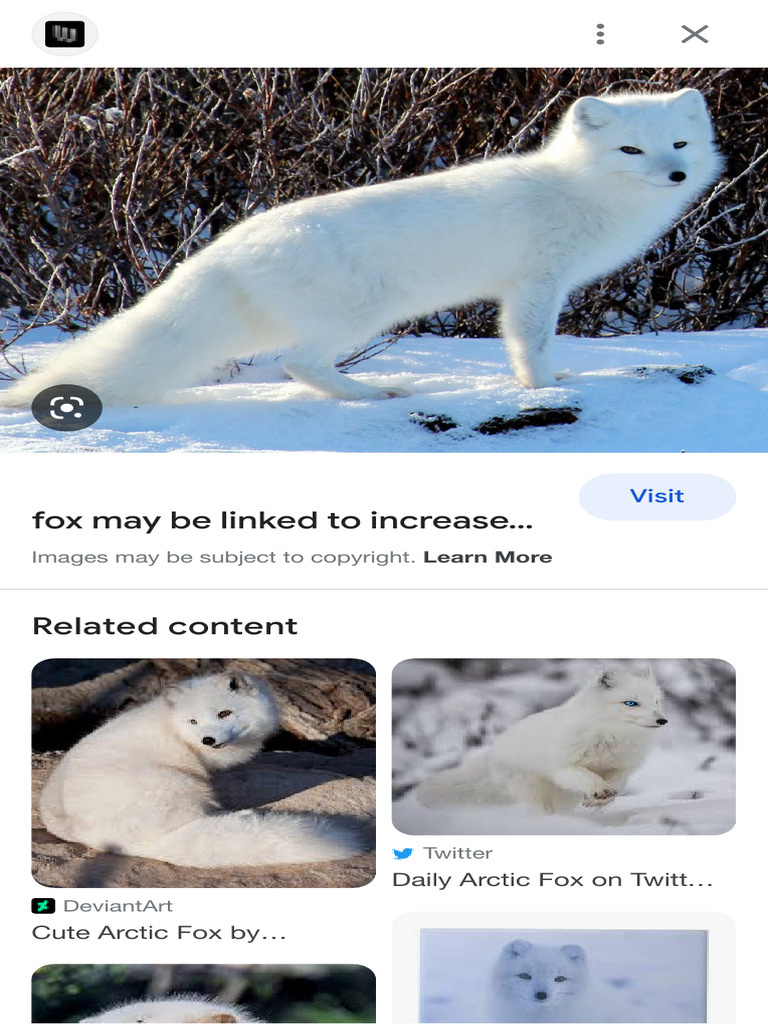 Arctic Fox - Google Search | PDF | Young Adult
