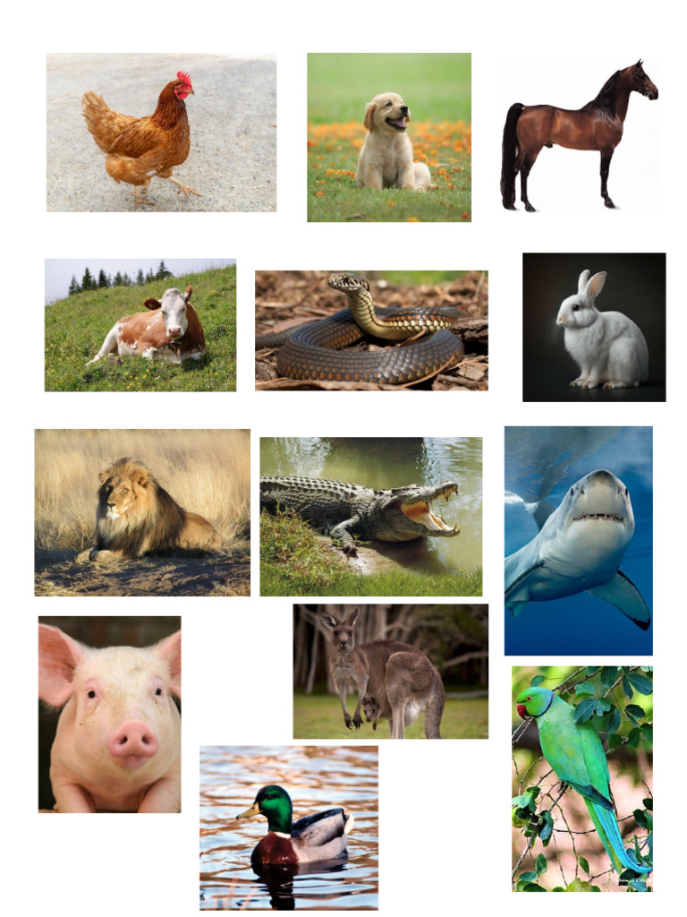 Animals | PDF