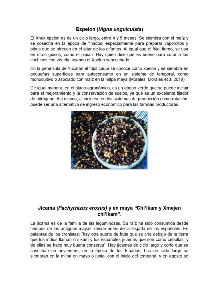 Cultivo del Frijol Espelón en Yucatán | PDF | Vegetales | Plantas ...