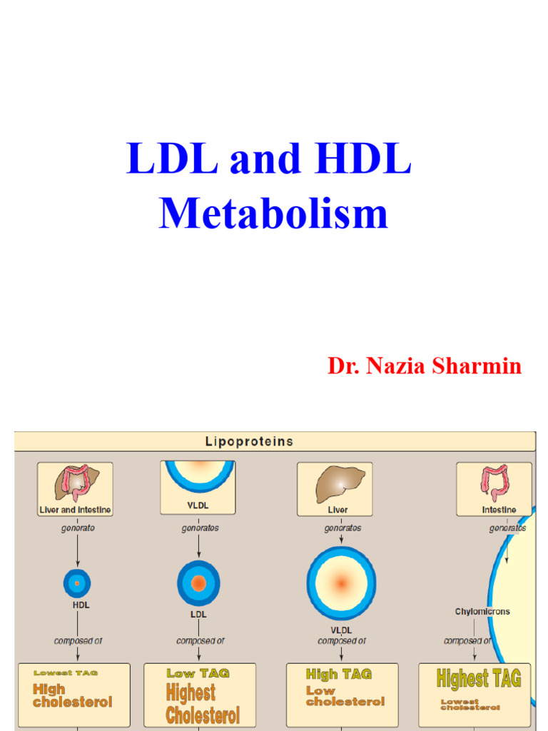 HDL Metabolism | PDF | High Density Lipoprotein | Cholesterol
