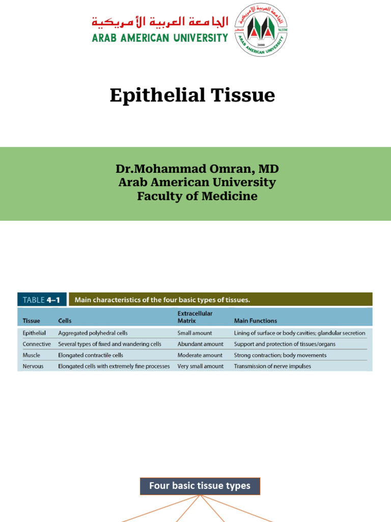 L.2-Epithelial Tissue - PPTX | PDF | Epithelium | Tissue (Biology)