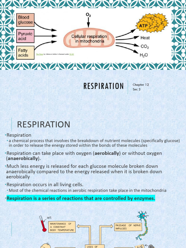 Chapter 12 Respiration | PDF | Cellular Respiration | Chemistry