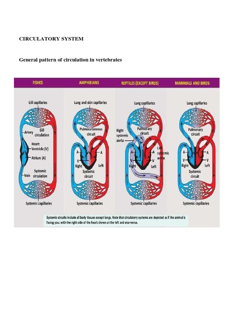 ZOO345, Comparative Anatomy of Vertebrates, CIRCULATORY SYSTEM | PDF
