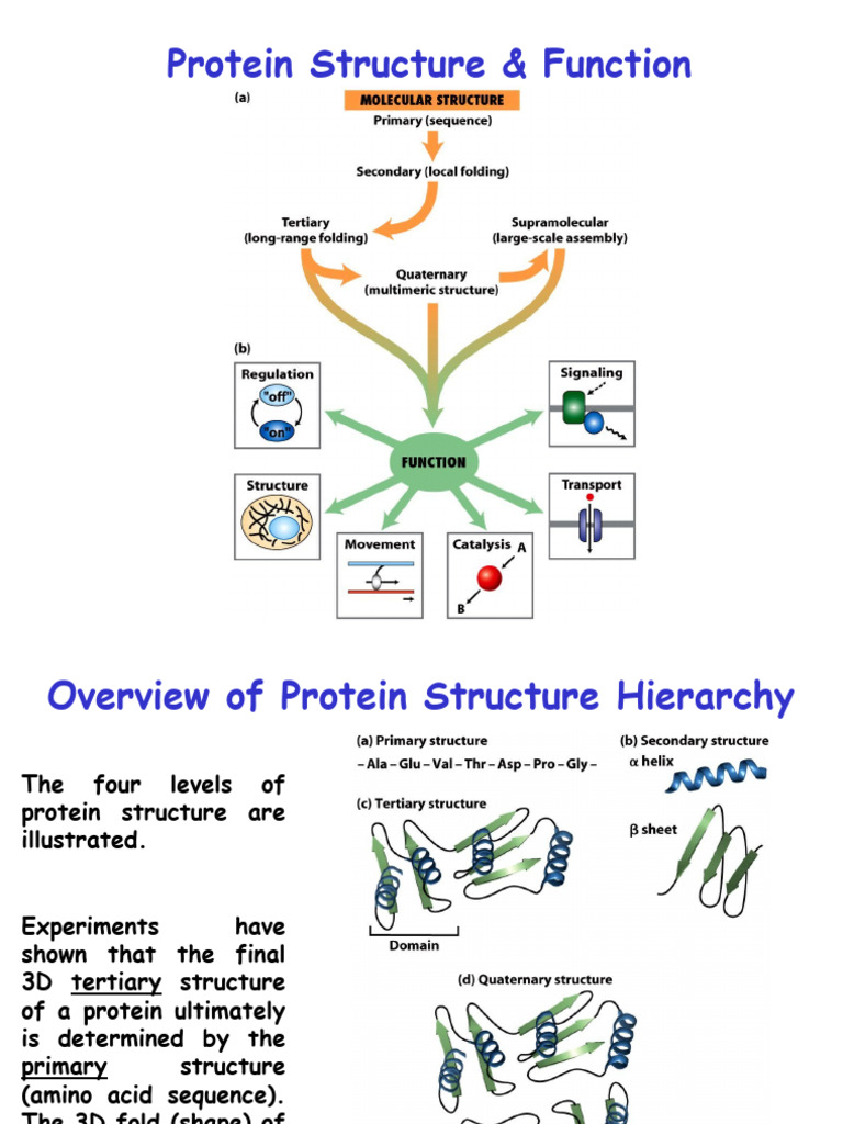 Protein Structure Pdf Protein Folding Chaperone Protein