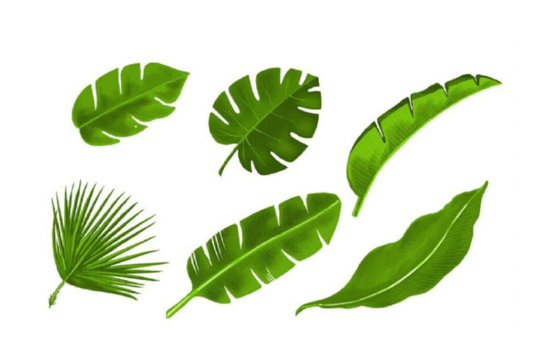 Macam-Macam Bentuk Daun | PDF