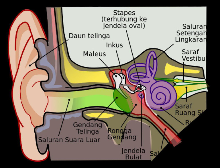 Gambar Struktur-Dan-Telinga-Pada-Manusia | PDF