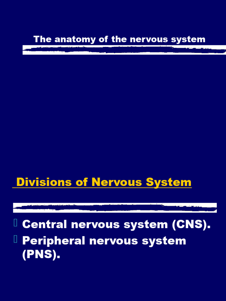 (NS) The Anatomy of The Nervous System | PDF | Central Nervous System | Brainstem