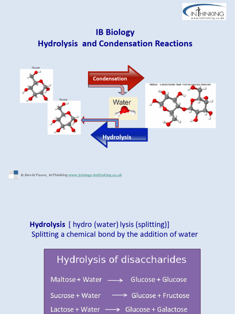 Condensation Hydrolysis2 | PDF | Hydrolysis | Glucose