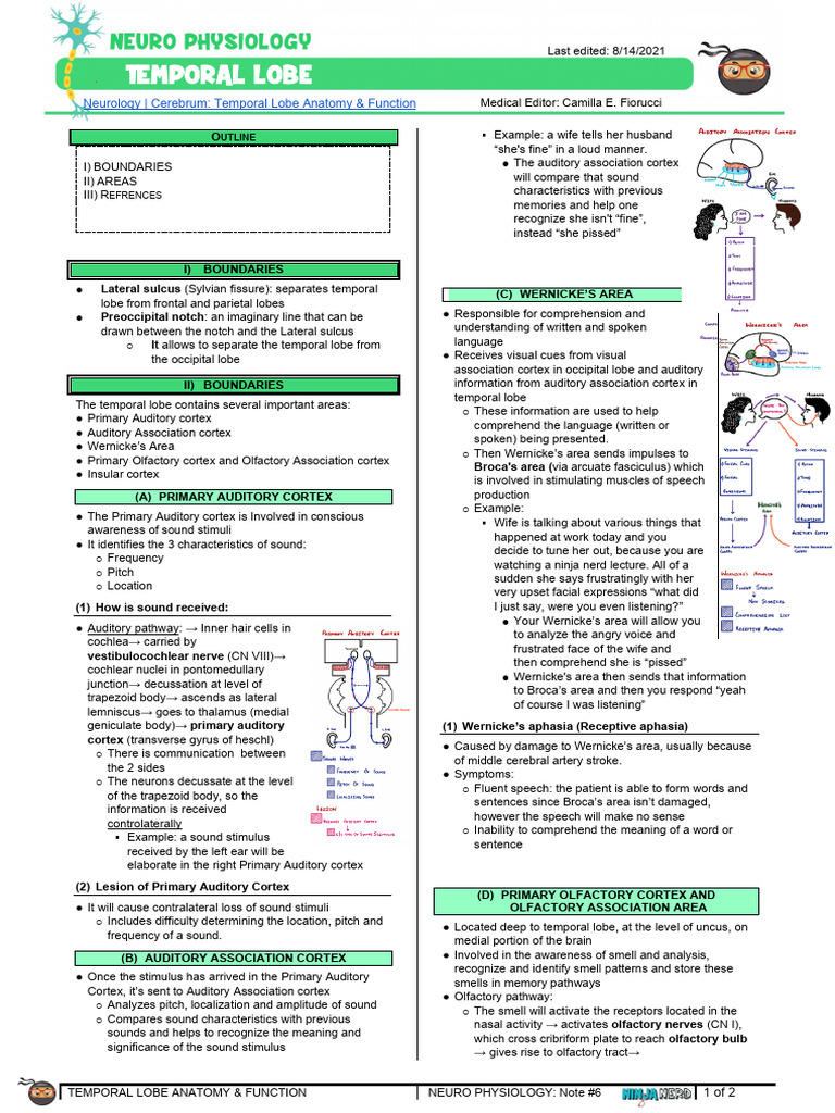 Temporal Lobe Anatomy and Functions | PDF | Cerebral Cortex | Auditory ...