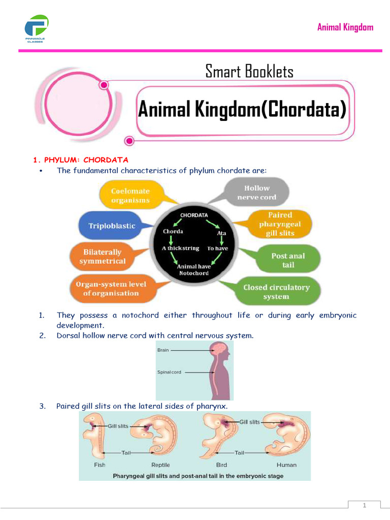Animal Kingdom (Chordata) | PDF | Amphibian | Frog