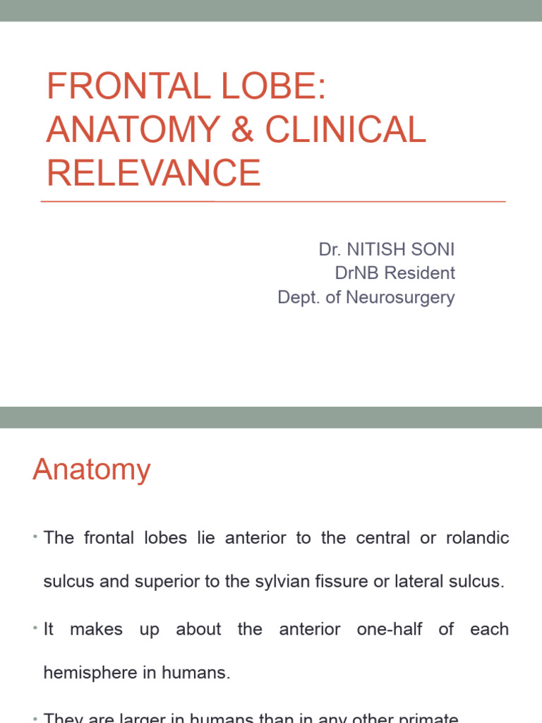 Frontal Lobe Anatomy | PDF | Frontal Lobe | Cerebral Cortex